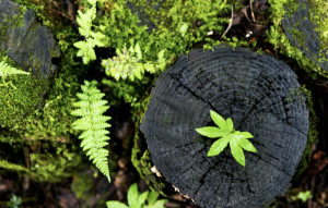 AEDP® Training Overview – AEDP Institute