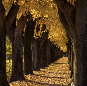 AEDP® Training Overview – AEDP Institute